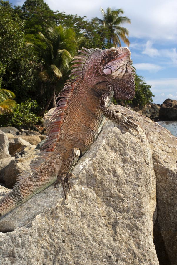 Iguana (Iguana iguana) stock image. Image of lizard, wild - 11194467