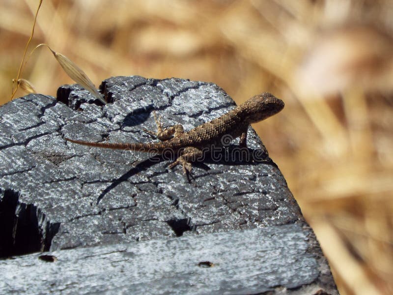 A Lizard Sunning Himself On A Red Rock Stock Image - Image of fall ...