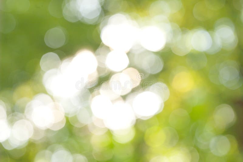 Sunny Abstract Green Nature Background Stock Photo - Image of forest ...