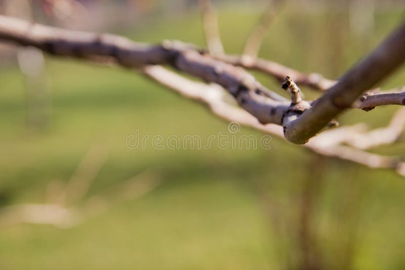 Sunny Abstract Green Nature Background, Selective Focus Stock Image ...