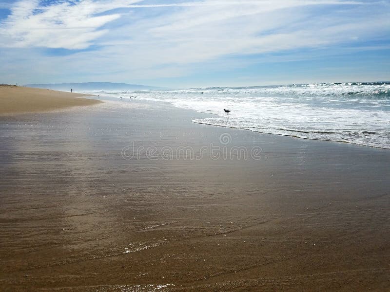 Sunny Afternoon on Beach with Birds Stock Image - Image of plant ...