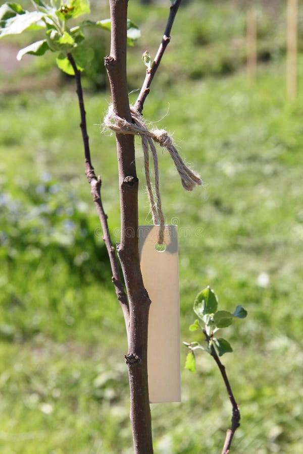 491 Apple Sapling Stock Photos - Free & Royalty-Free Stock Photos from ...