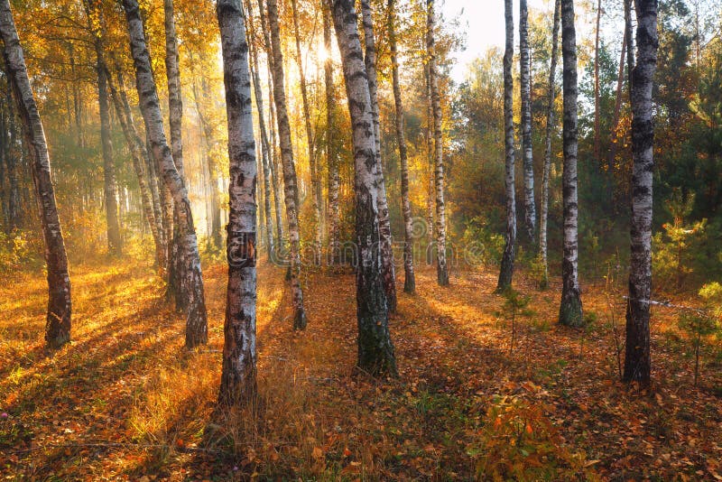Sunny autumn birch forest stock image. Image of beauty - 165475323