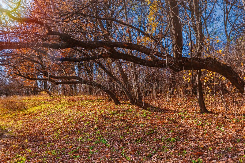 Curving Trees Growing Along the Path. Stock Photo - Image of branches ...