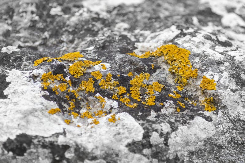 Yellow Moss on a Gray Stone. Sunny Autumn Day. Front View Stock Photo ...