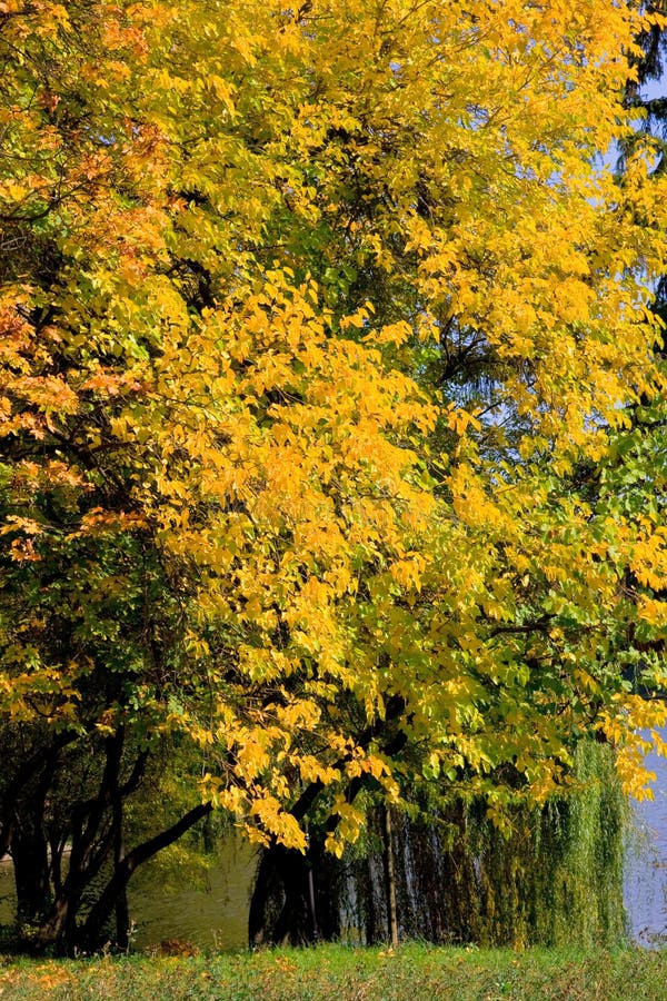Sunny Autumn Day in the Park Stock Image - Image of alley, golden: 6975771