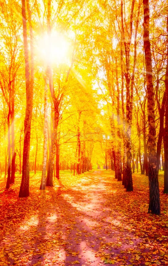 Sunny autumn day park stock photo. Image of canadian - 61959356