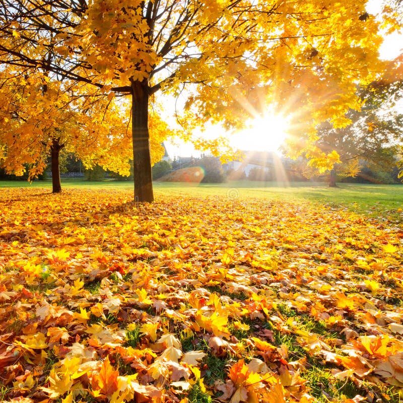 Sunny autumn foliage stock photo. Image of leaf, beautiful - 21137166