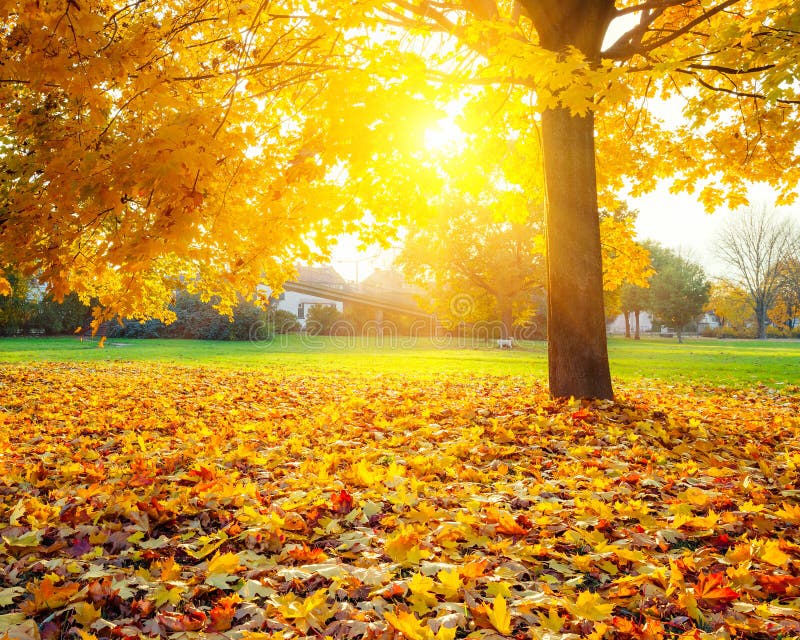 Sunny autumn foliage stock image. Image of foliage, sunlight - 26120593