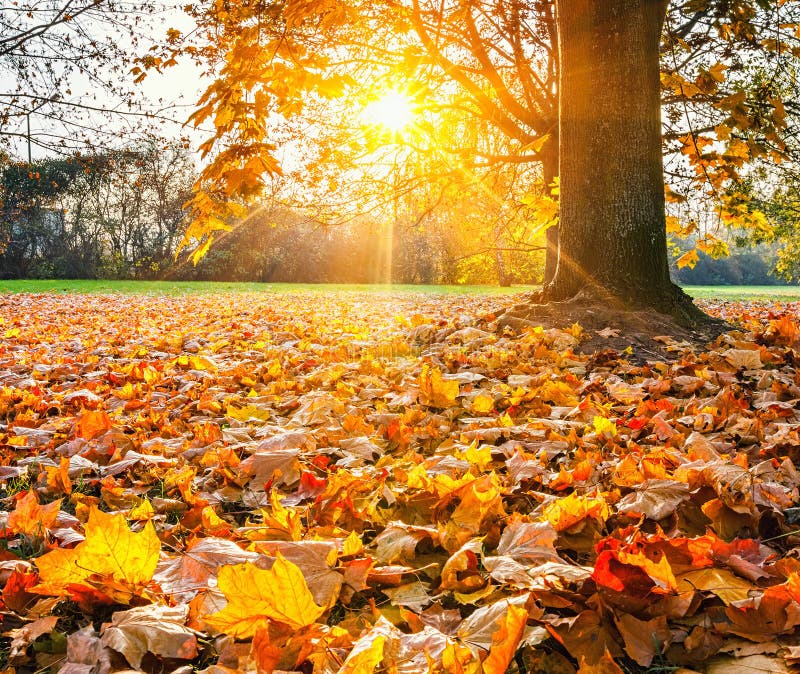 Sunny autumn foliage stock photo. Image of scenics, environment - 57890084