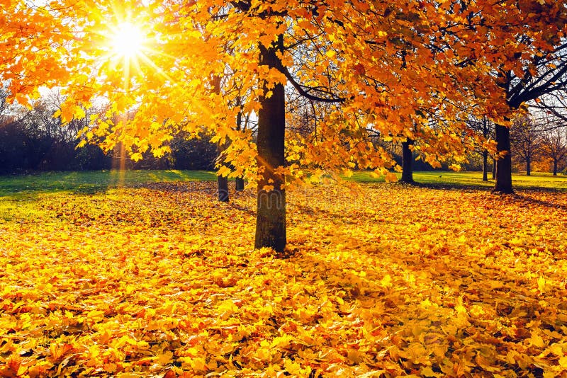 Sunny autumn foliage stock photo. Image of environment - 59870848