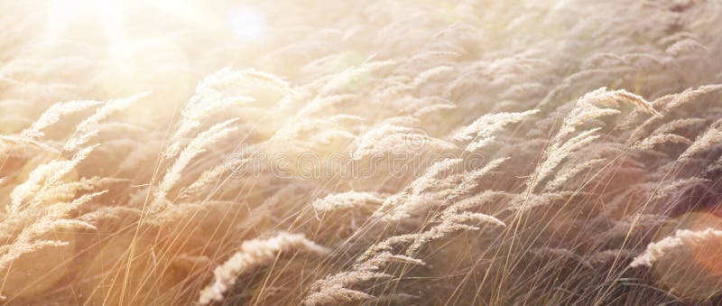 Sunny Autumn Nature Background; Abstract October Landscape Stock Photo ...