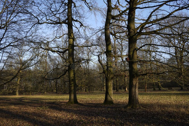 Sunny Autumn Park, Bare Trees, Brown Leaves on the Ground, Blue Sky ...