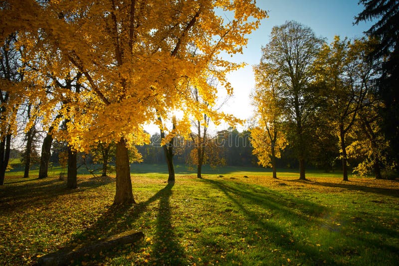 Sunny autumn park stock image. Image of floral, scenic - 132653927