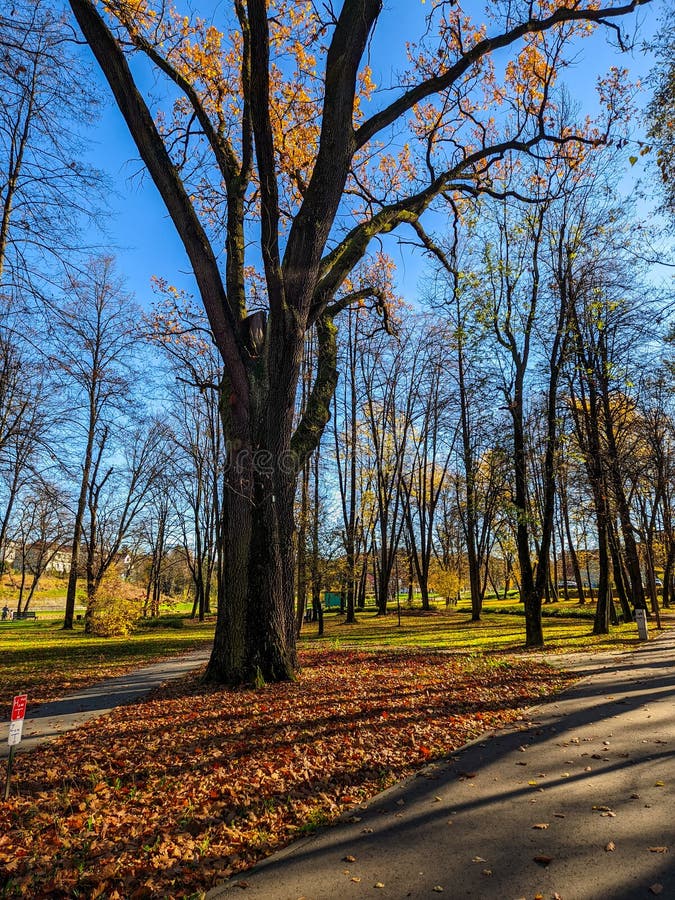 Sunny Autumn Park with Tall Trees, Fallen Leaves, a Path, and a Clear ...