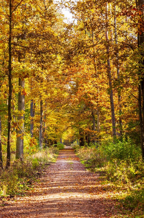 Sunny Autumn Path in the Forest Stock Photo - Image of path, season ...
