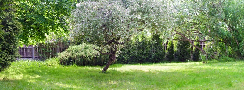 Sunny Backyard Garden Landscape, Full of Trees and Green Grass. Stock ...