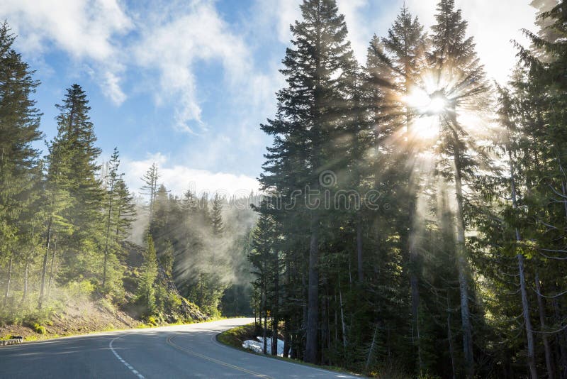 Sunny beams stock photo. Image of foliage, shine, scenic - 254582180