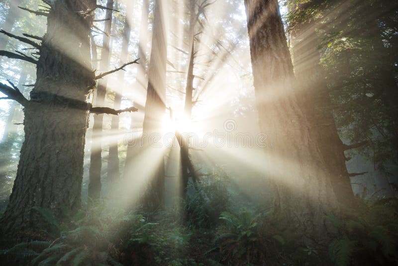 Sunny beams stock image. Image of shadow, branch, light - 226488935