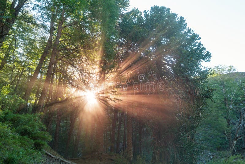 Sunny beams stock photo. Image of sunbeams, beautiful - 144466154