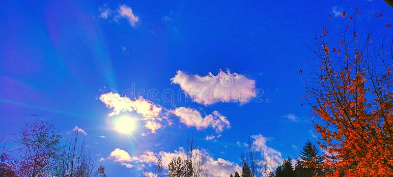 Sunny Days stock image. Image of tree, days, trees, beautiful - 105265875