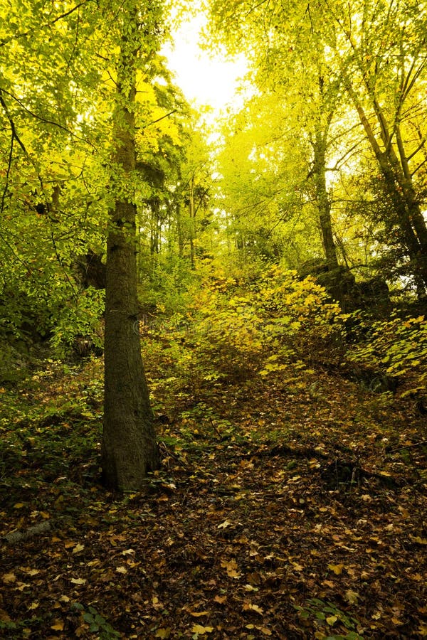 Fall beech tree forest stock photo. Image of sunshine - 79820746