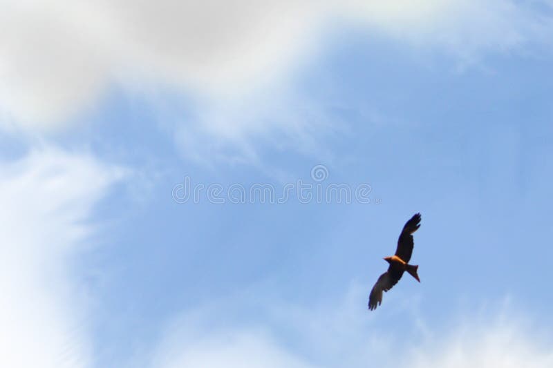 Sunny Blue Sky Background with White Clouds and Bird Fly in Sky Stock ...