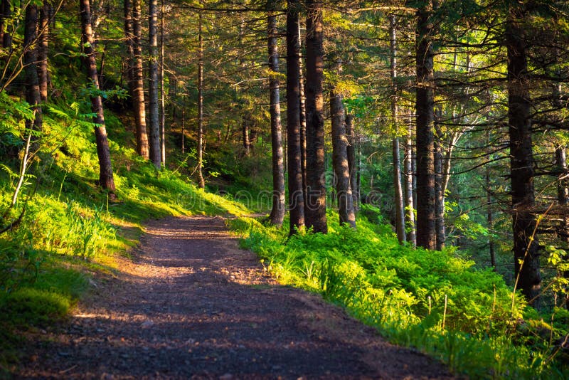 Sunny Bright and Beautiful Path in the Forest Stock Photo - Image of ...