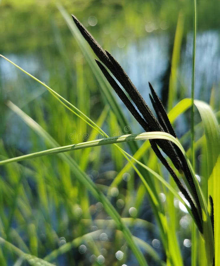 A Sunny and Bright Day on the Riverside Stock Photo - Image of sunny ...