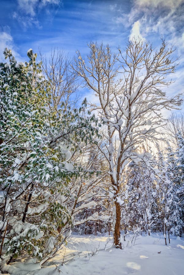 A Sunny Bright Winter Morning Gives a Good Mood Stock Photo - Image of ...