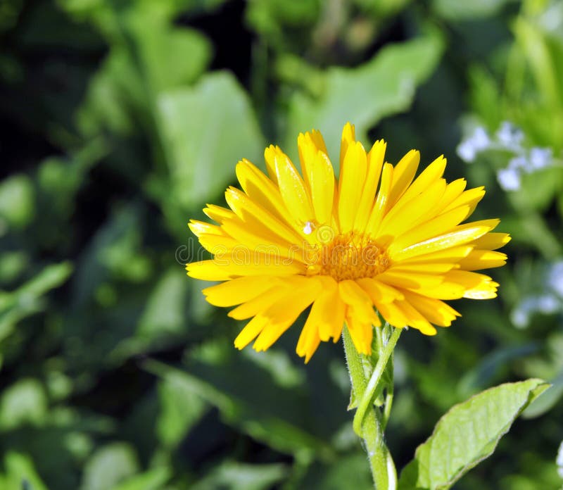 Sunny bright yellow flower stock image. Image of closeup - 80915661