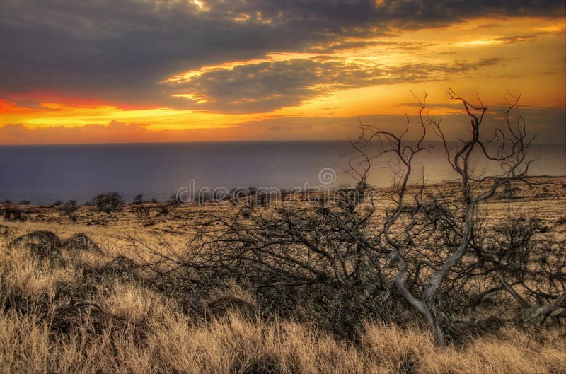 Sunny bushes of Hawaii stock image. Image of guide, hawaii - 4297013