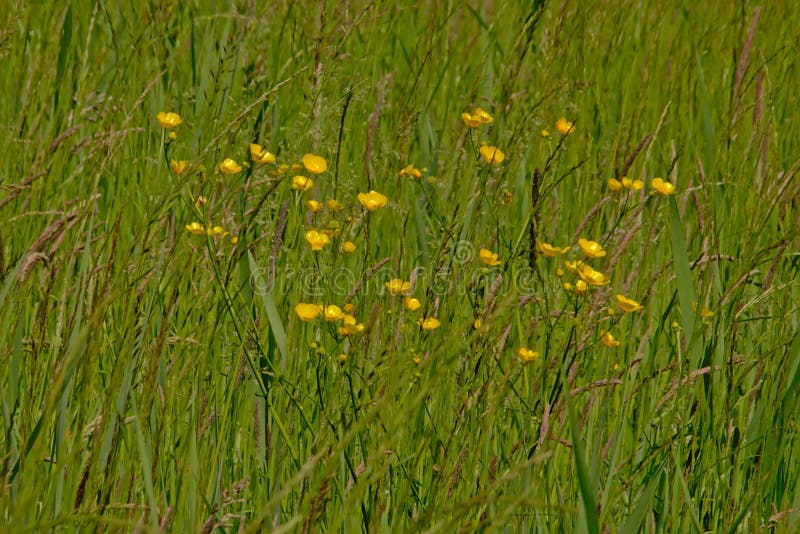 Sunny Buttercup Flowers in a Field -Ranunculus Stock Image - Image of ...