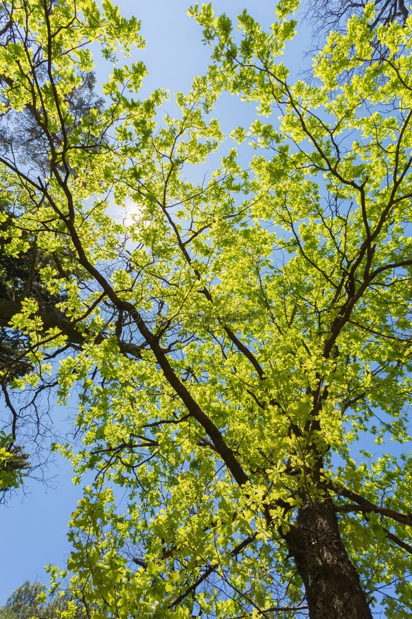Sunny Canopy of Tall Trees. Sunlight in Deciduous Forest, Summer Nature ...