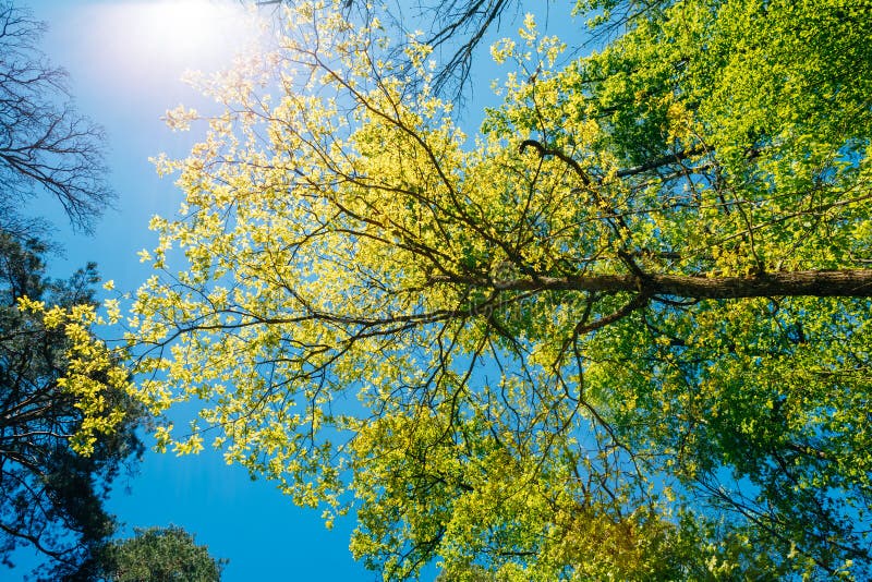 Canopy of tall beech trees stock photo. Image of light - 91686182