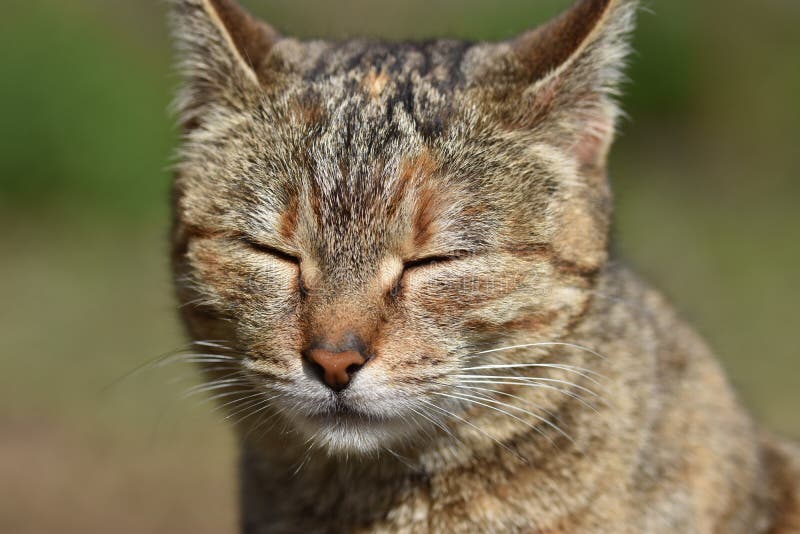 Sunny Cat! stock image. Image of cool, trees, kitten - 69969057
