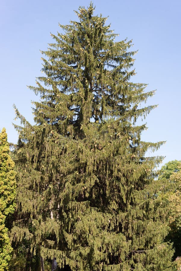 7,778 Cedar Trees Background Stock Photos - Free & Royalty-Free Stock ...