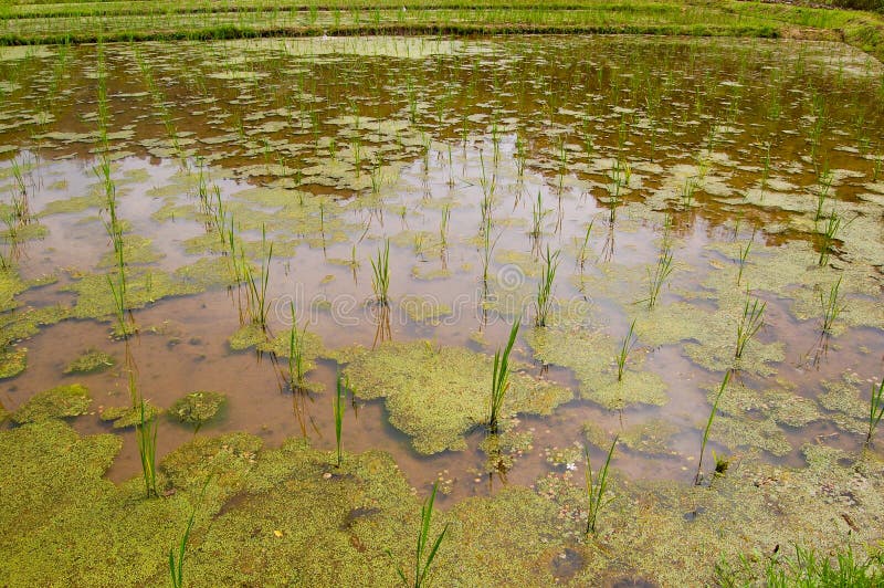 Sunny & Clear Paddy Rice Field with Float Plant Stock Photo - Image of ...