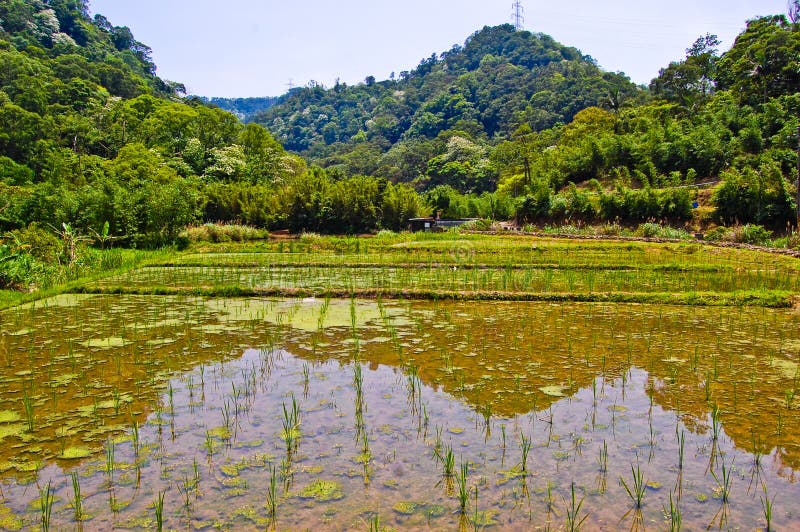 Sunny & Clear Paddy Rice Field with Hills Stock Photo - Image of full ...