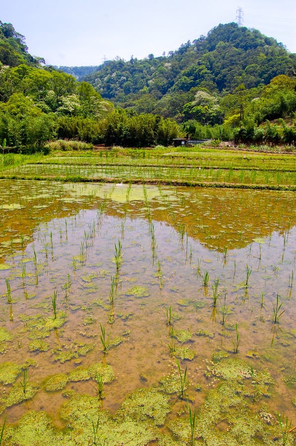 Sunny & Clear Paddy Rice Field with Hills Stock Photo - Image of green ...