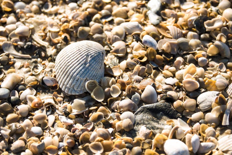 Sunny Closeup of a Scallop Shell on Top of a Bed of Assorted Smaller ...