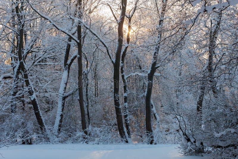 Sunny cold day in park stock photo. Image of park, season - 129096144