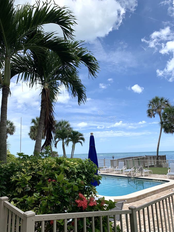 Sunny Condo Pool with Palm Trees and Flowers Stock Photo - Image of ...