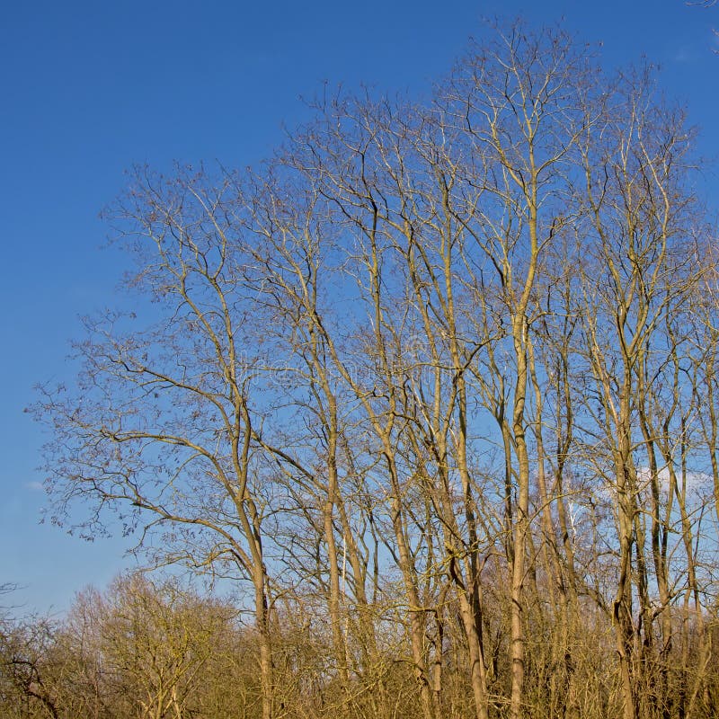 Curly Bare Bush Branches Overgrown by Lake Shore Stock Photo - Image of ...