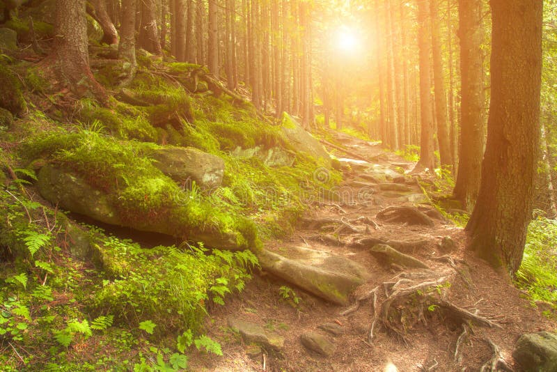 Sunny Dawn in a Foggy Forest in Spring Stock Photo - Image of forest ...