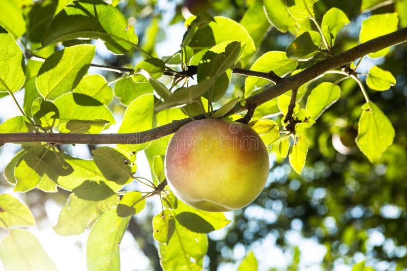 Sunny Day Apple on Tree Branch Stock Image - Image of summer, fall ...