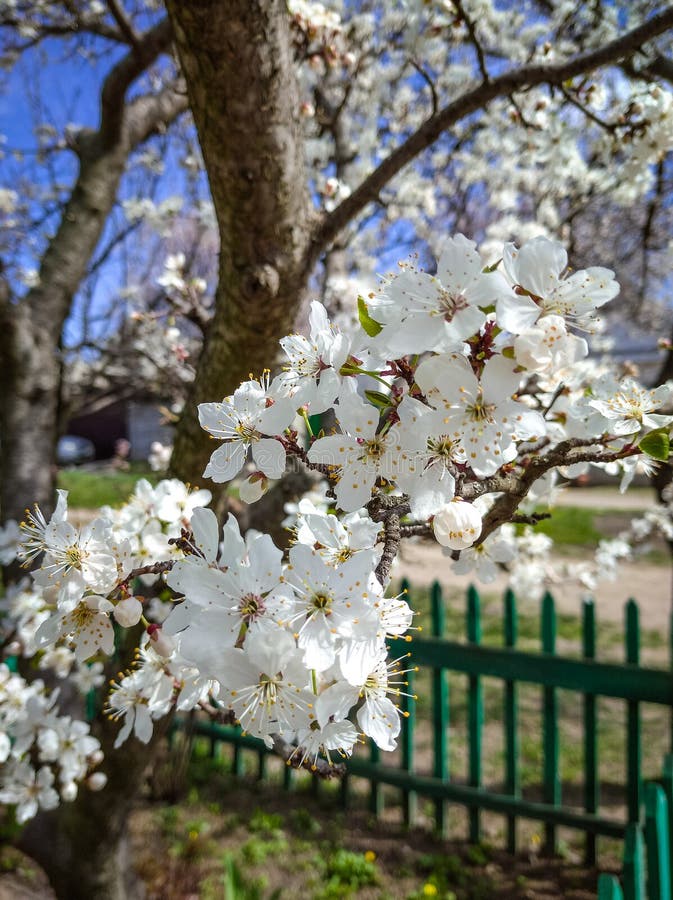 Sunny day in April stock photo. Image of sunny, flowers - 245744758