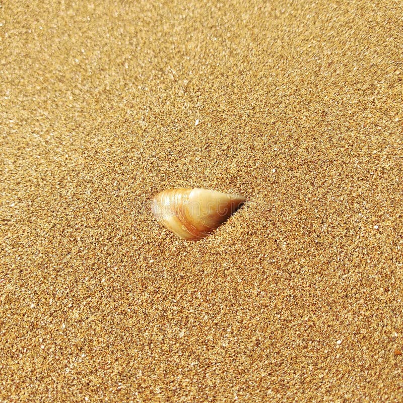 Seashell on the beach sand stock photo. Image of closeup - 215054390