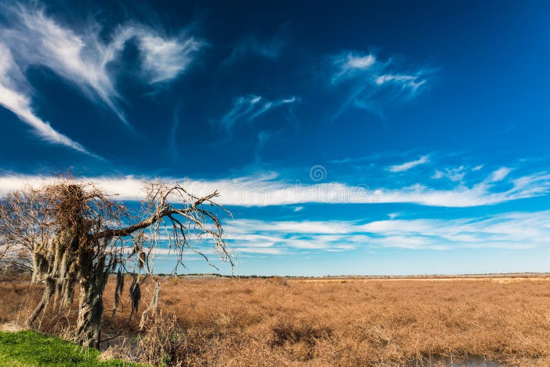 Sunny Day at the Brazos Bend State Park Stock Image - Image of ecology ...