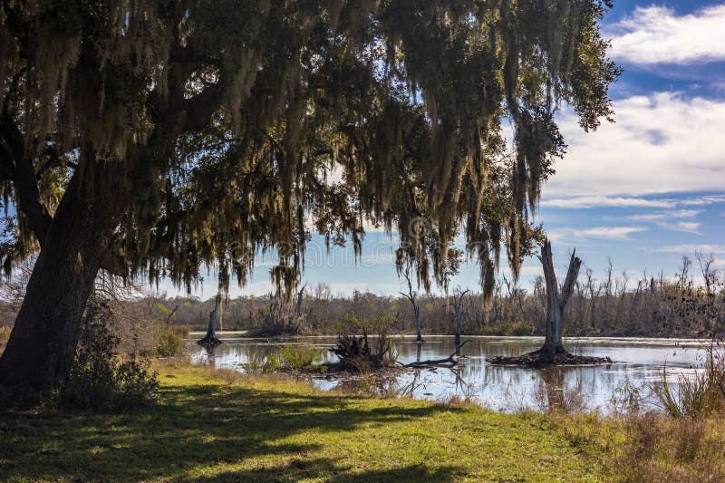 Sunny Day at the Brazos Bend State Park Stock Image - Image of ...